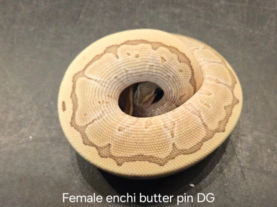 Enchi Butter Pinstripe Desert Ghost Ball Python by Pet Paradise