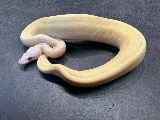 Super Spector Super Blast Ball Python by Pet Paradise