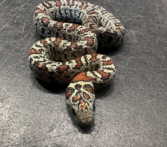 Trumbower Mex Mex San Luis Potosi Kingsnake by Pet Paradise