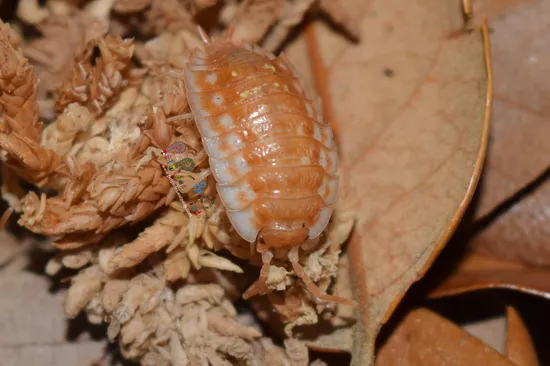 10 Count Oniscus Asellus "Maple" Isopod by Pet Pedes and Pods LLC