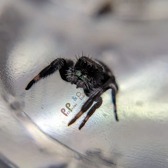 Phidippus Regius Regal Jumping Spider CB Sling by Pet Pedes and Pods LLC