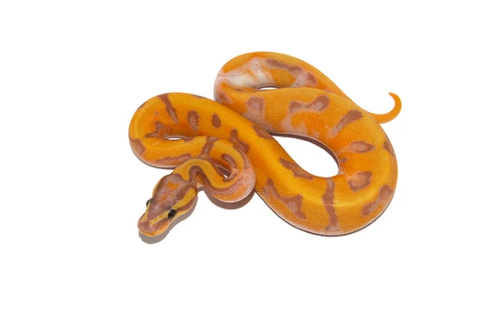 Banana OD Enchi Pied Ball Python by PetroGenetics