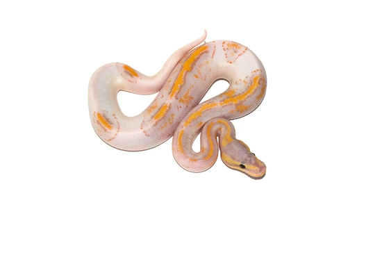Banana Fire YB Pied Ball Python by PetroGenetics