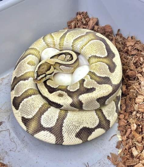 (Proven) ODYB Fire Het Clown Ball Python by PetroGenetics