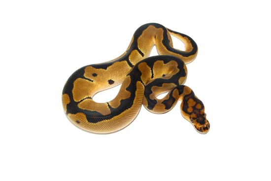 Clown Het Sunset Ball Python by PetroGenetics