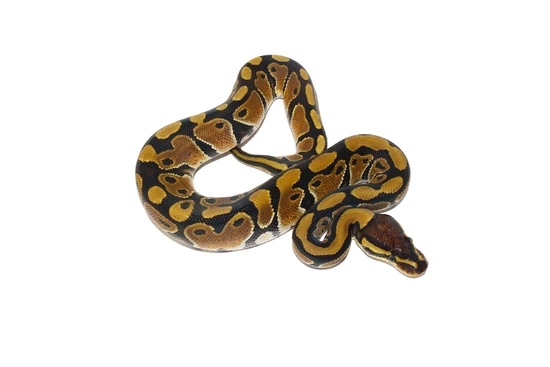DH Sunset Clown PH Ultramel Ball Python by PetroGenetics