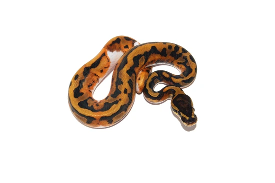 Pied Het Sunset Ball Python by PetroGenetics