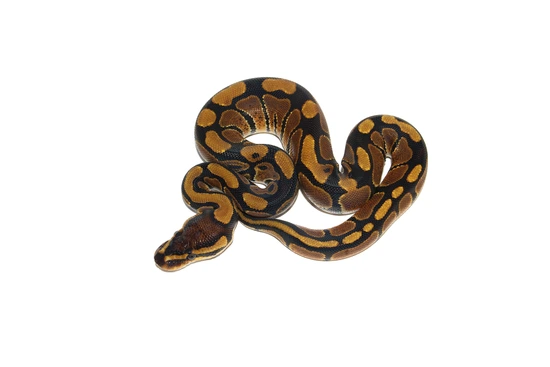 (Group Of 5) 100% DH Sunset Clown 50% Het Ultramel Ball Python by ...
