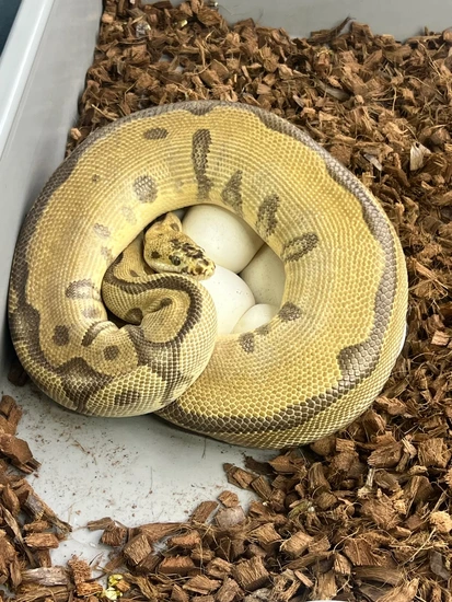 (Proven) Redstripe Enchi YB Batman Ball Python by PetroGenetics