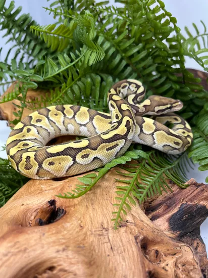 Vanilla Pastel Lesser Bongo Ball Python by Pet Supply United