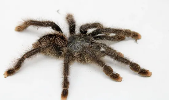 Goliath Pink Toe Tarantula by Pet Supply United