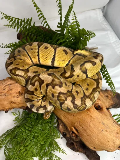 Pastel Woma Ultramel Ball Python by Pet Supply United