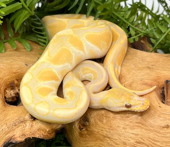 Candino Enchi Ball Python by Pet Supply United