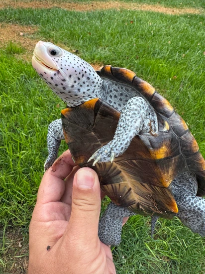 Ornate Diamondback Terrapin by 🐢Turtley Shelltastic😎