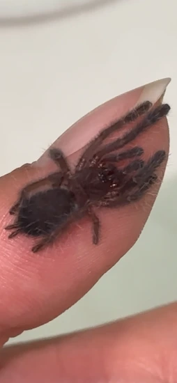 Cyriopagopus Sp. Hati Hati (Purple Earth Tiger) Tarantula by PETVALLEY