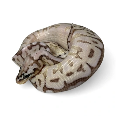 sugar bee ball python