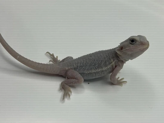 Hypo Translucent Zero Central Bearded Dragon by TRS Herpetoculture