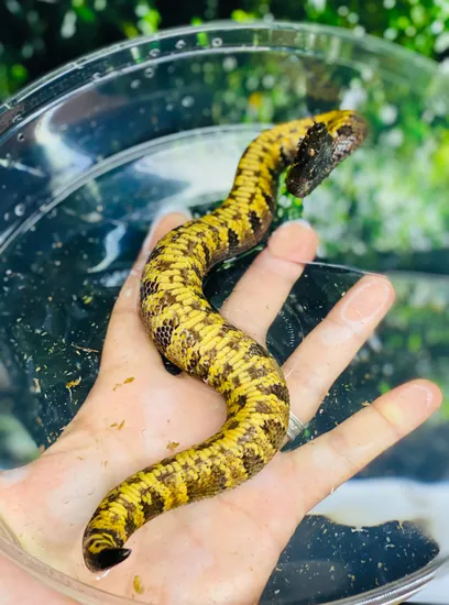 Viper Boa More Boa by Paul's Cool Scales