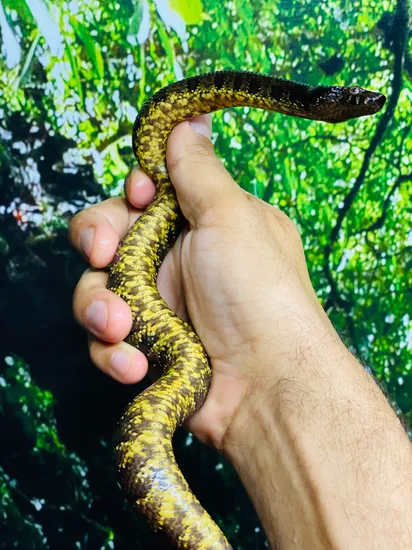 Viper Boa More Boa by Paul's Cool Scales