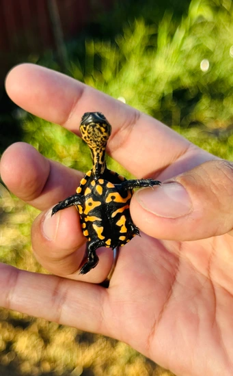 RARE Timor Snake Neck Turtles (Chelodina Timorensis) Snake-Necked ...