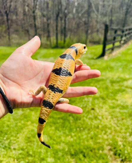 LTC Established Peters Banded Skink More Skink by Paul's Cool Scales