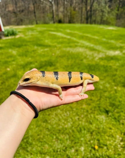 Peter's Banded Skink More Skink by Paul's Cool Scales