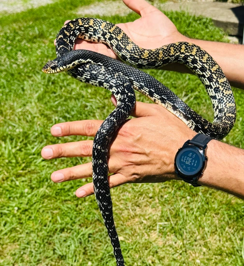 Madagascan Giant Hognose Snake Malagasy Giant Hognose by Paul's Cool Scales