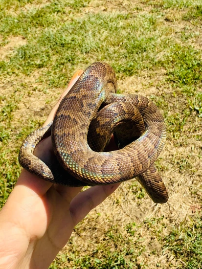 Dominican Red Mountain Boa Other Tree Boa by Paul's Cool Scales