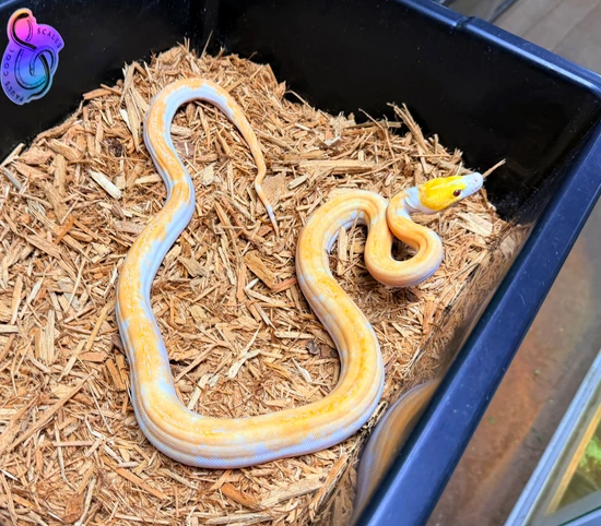 White Albino Pied Reticulated Python by Paul's Cool Scales