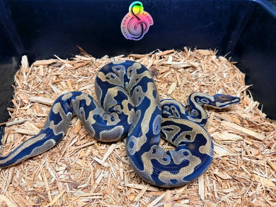 Classic Ball Python by Paul's Cool Scales