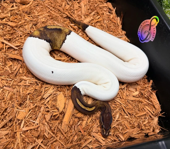Black Pastel Pied Ball Python by Paul's Cool Scales