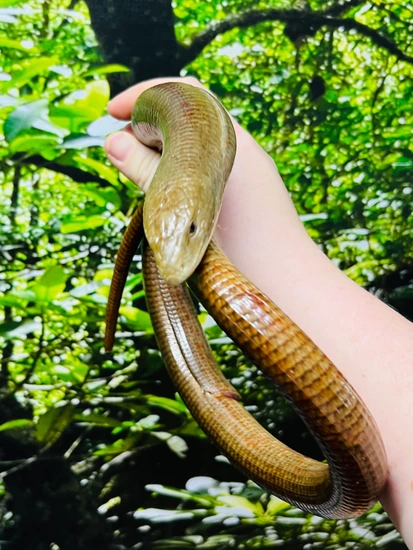 Legless Lizard by Paul's Cool Scales