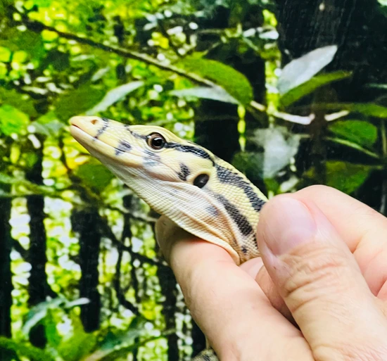 Hypo Sumbawa/PAIR Water Monitor by Paul's Cool Scales