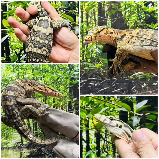 Hypo Sumbawa PAIR Water Monitor by Paul's Cool Scales