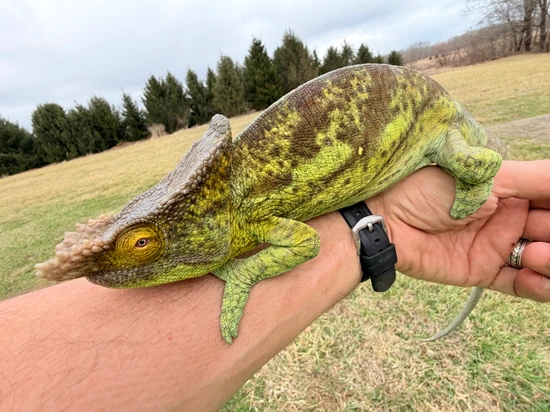 Parson's Chameleon! by Paul's Cool Scales