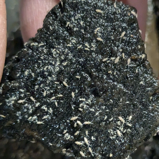 Temperate White Springtail Culture More Invertebrate by Phil Dreste's ...