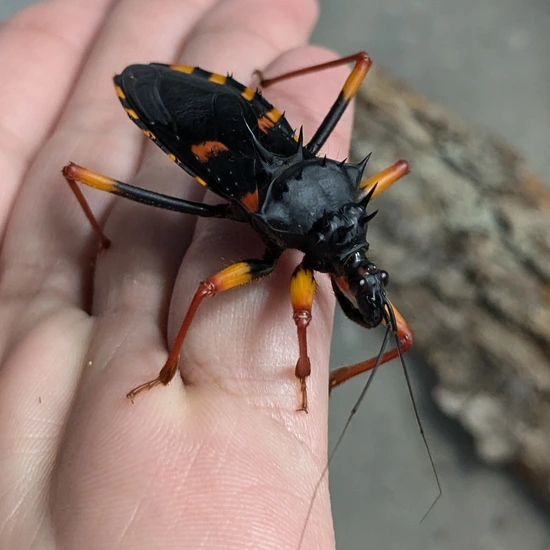 12 Horrid King Assassin Bug (Psytalla Horrida) Nymphs by Phil Dreste's ...
