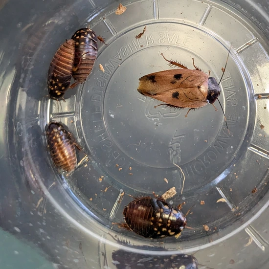 30 Pink Roach (Gyna Capucina) Small Nymphs Cockroach by Phil Dreste's ...