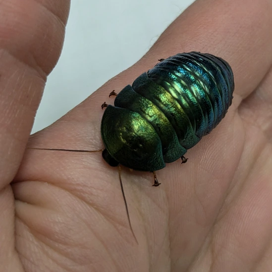 Magnificent Emerald Roach (Pseudoglomeris Magnifica “Cuc Phuong ...