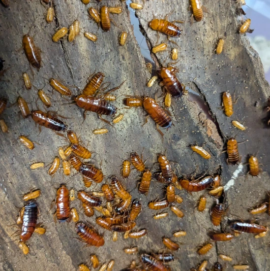100 Adult Red Runner Roaches (Periplaneta Lateralis) Cockroach by Phil ...