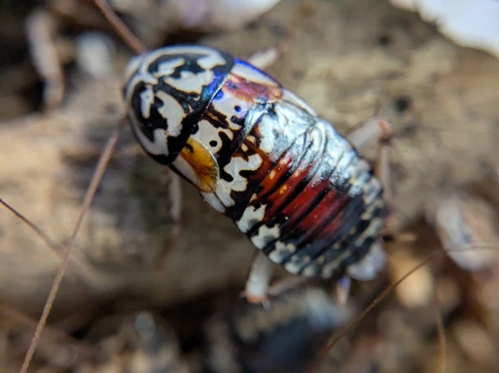 25 Harlequin Roach (Neostylopyga Rhombifolia) Mixed Nymphs Cockroach by ...