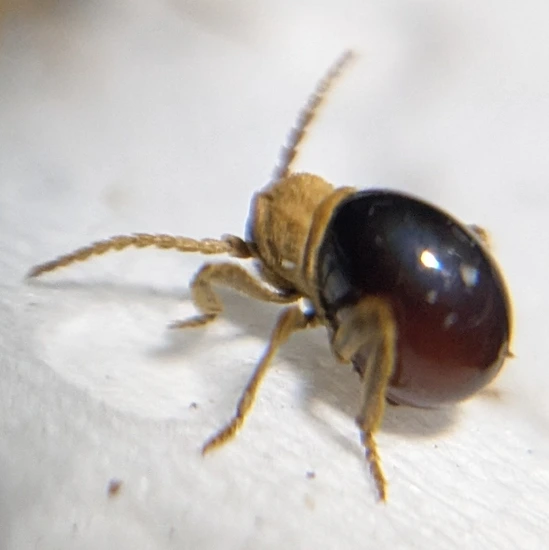 50 Shiny Spider Beetles (Mezium Affine) by Phil Dreste's Favorite Creatures