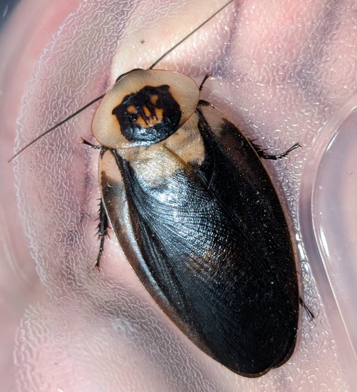 12 Death’s Head Roach (Blaberus Craniifer) Nymphs Cockroach by Phil ...