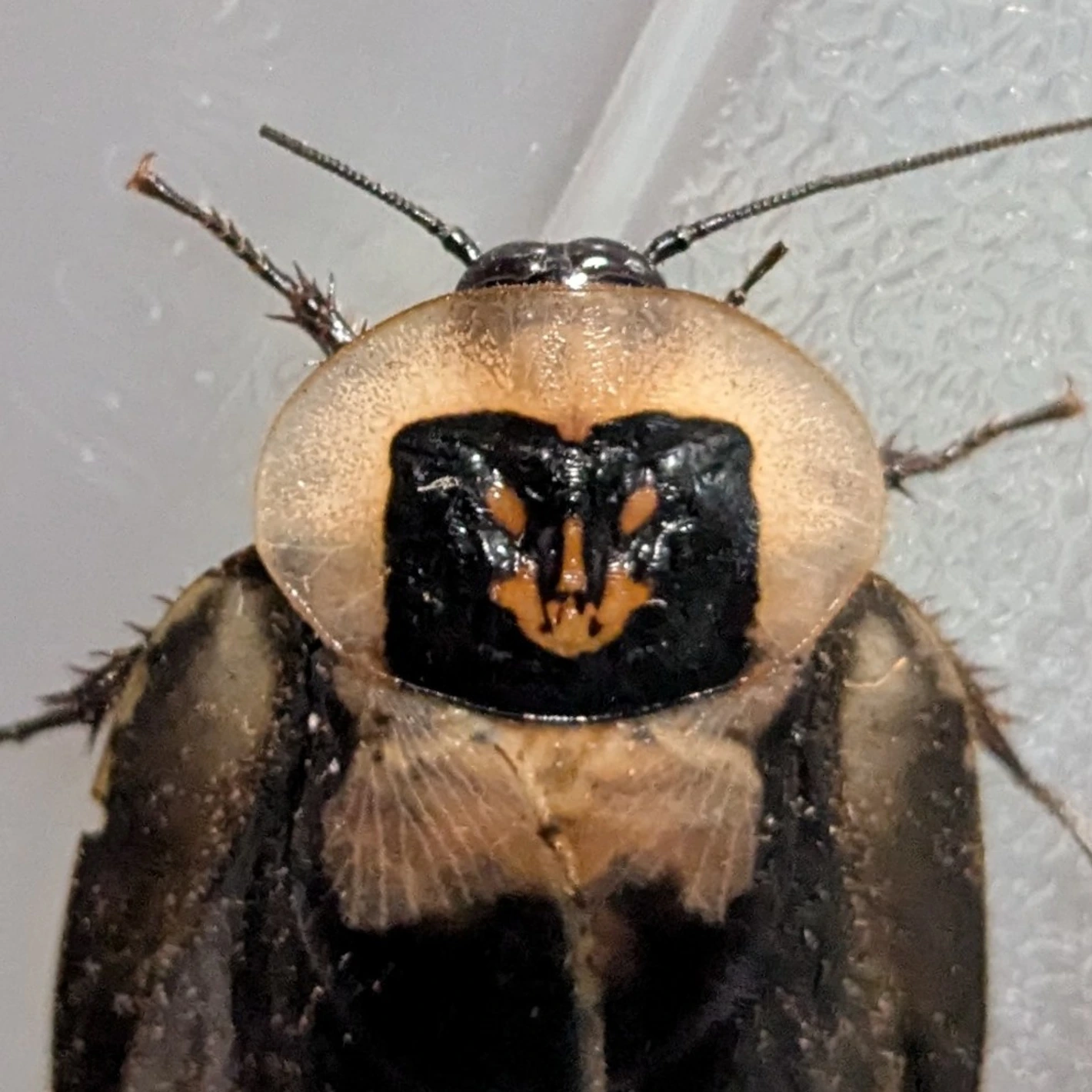 3.3 Adult Death’s Head Roach (Blaberus Craniifer) Cockroach by Phil ...