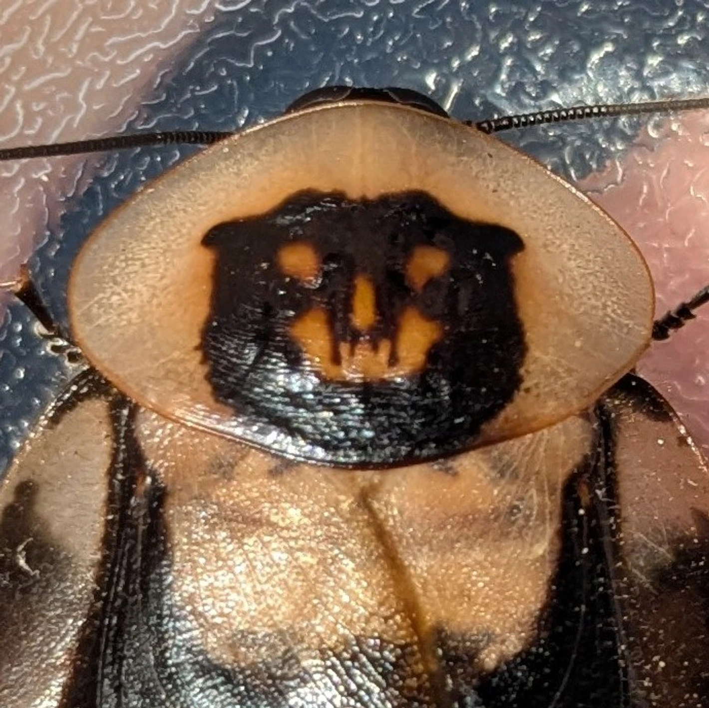 3.3 Adult Death’s Head Roach (Blaberus Craniifer) Cockroach by Phil ...