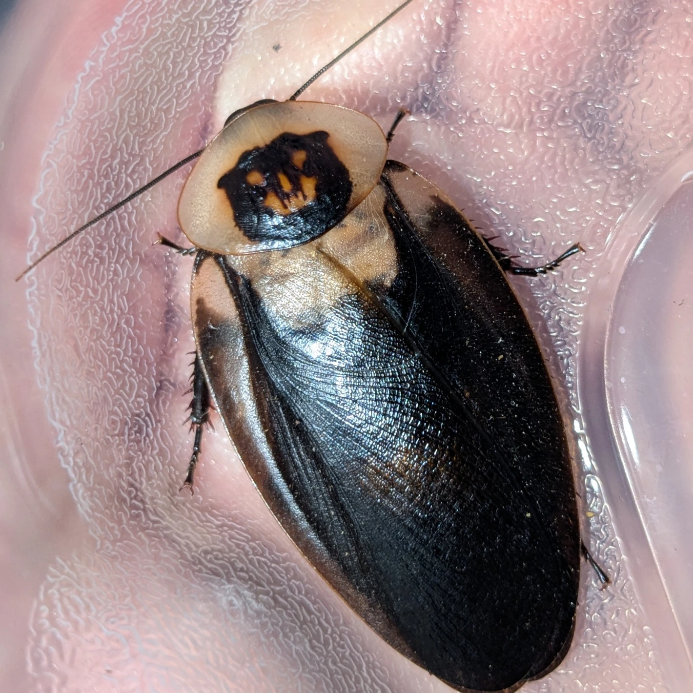 3.3 Adult Death’s Head Roach (Blaberus Craniifer) Cockroach by Phil ...
