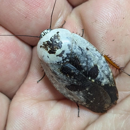 50 Chrome Roach (Gyna Caffrorum) Mixed Nymphs Cockroach by Phil Dreste ...
