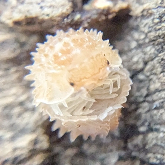 20+ Spiky Pineapple Isopods (Cristarmadillidium Muricatum) by Phil ...