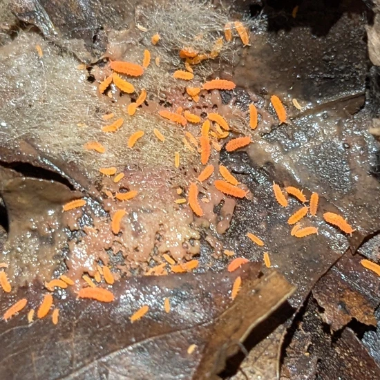 25 Orange Springtails (Yuukianura Aphoruroides) More Invertebrate by ...