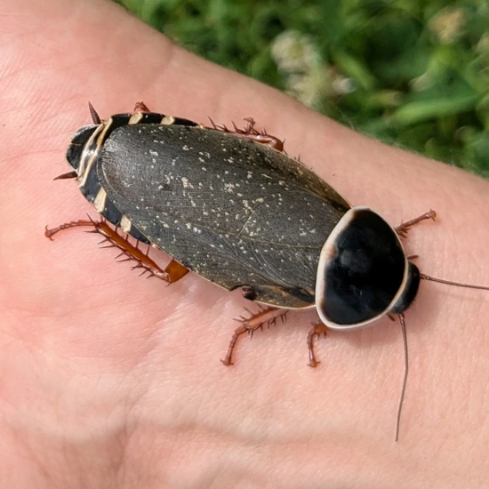 20 Extinct Roach (Simandoa Conserfariam) Nymphs Cockroach by Phil ...